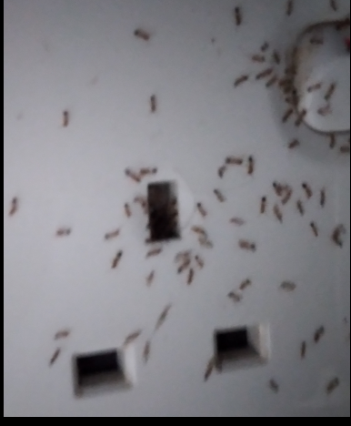 Questions - Ants in power sockets - mokakda sudusu visaduma | ElaKiri